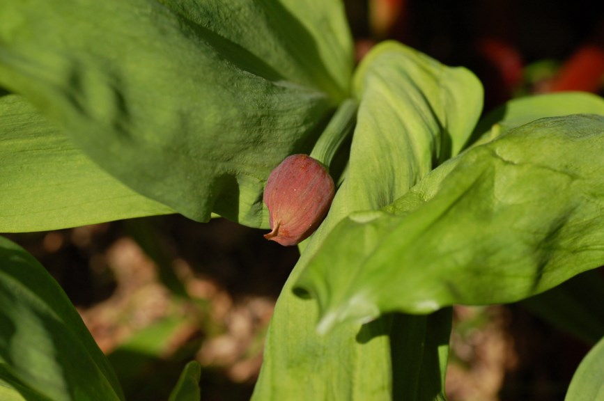 Allium victorialis - Seiersløk, Alpine Leek | Botanical Garden ...