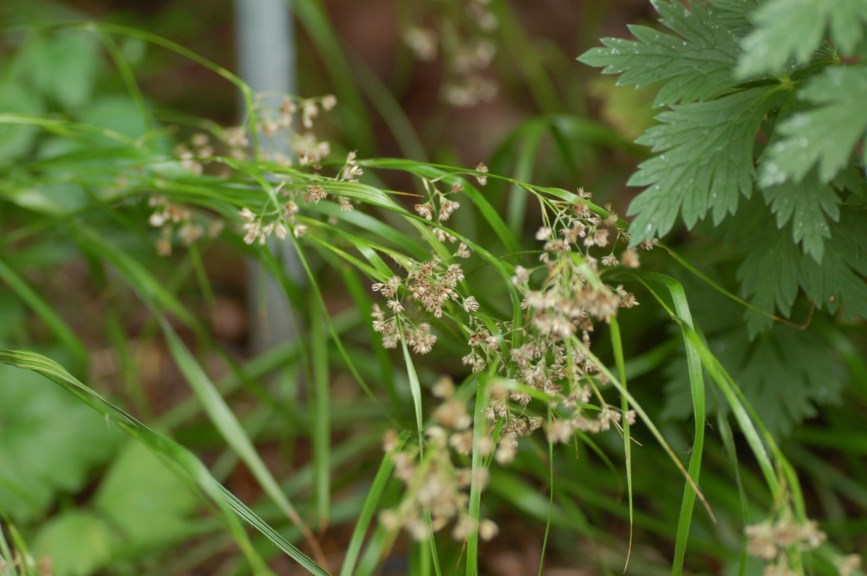 Luzula luzuloides - Hvitfrytle, Oak Forest Wood Rush | Botanical Garden ...