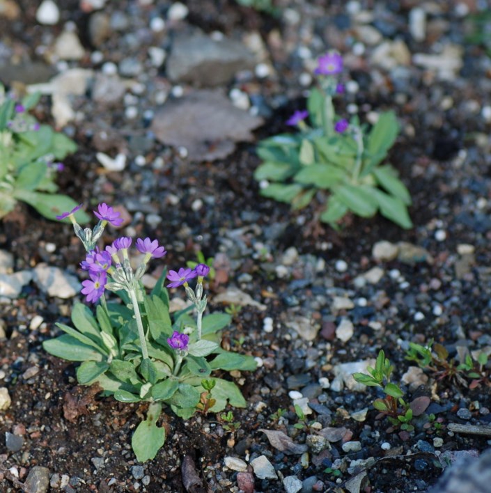 Primula scandinavica - Fjellnøkleblom, Scandinavian Primrose ...