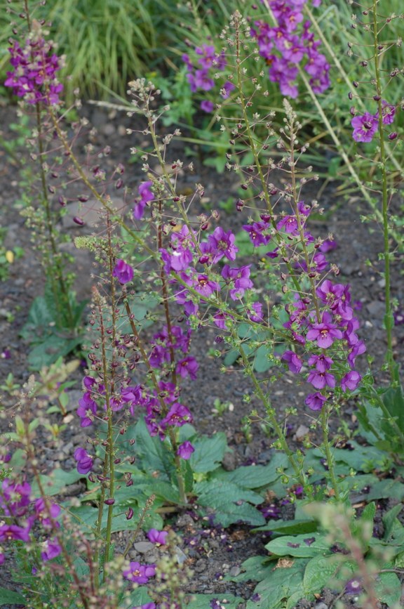 Verbascum phoeniceum - Fiolkongslys, Purple Mullein | Botanical Garden ...
