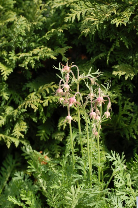 Geum triflorum | Botanical Garden - Natural History Museum, University ...