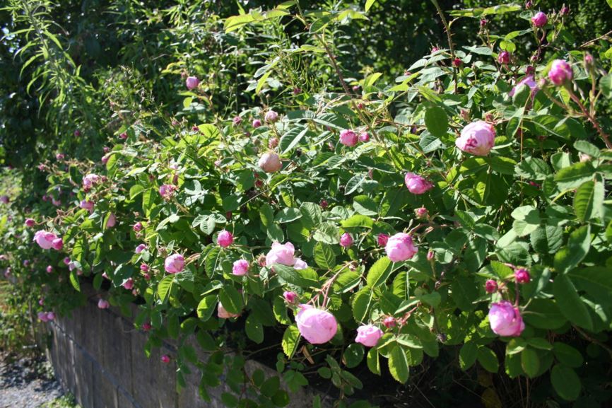 Rosa × centifolia 'Major' - Rose | Botanical Garden - Natural History ...