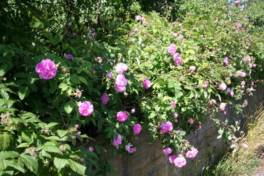 Rosa × centifolia 'Major' - Rose | Botanical Garden - Natural History ...