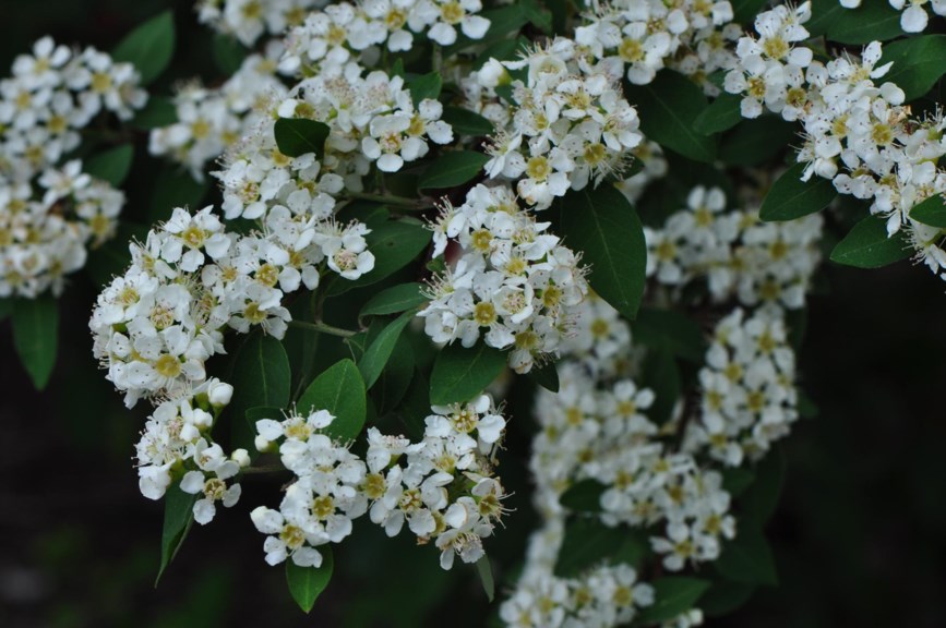 Cotoneaster multiflorus - Blomstermispel | Botanical Garden - Natural ...