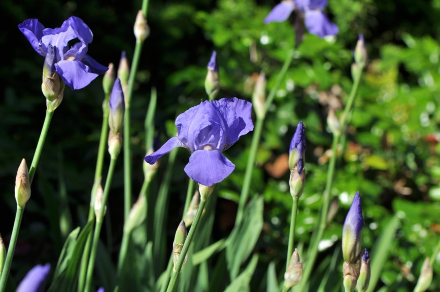Iris × germanica - Hageiris, Bearded Iris | Botanical Garden - Natural ...