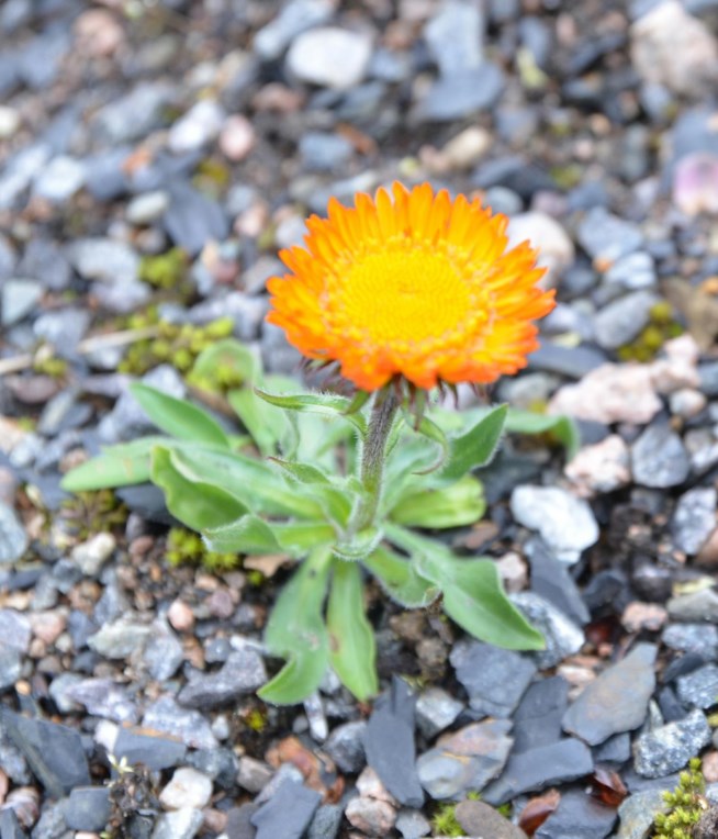 Erigeron aurantiacus | Botanical Garden - Natural History Museum ...