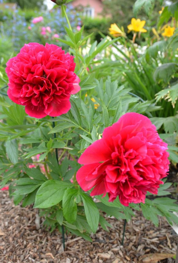 Paeonia officinalis - Klosterpion, Garden Peony | Botanical Garden ...