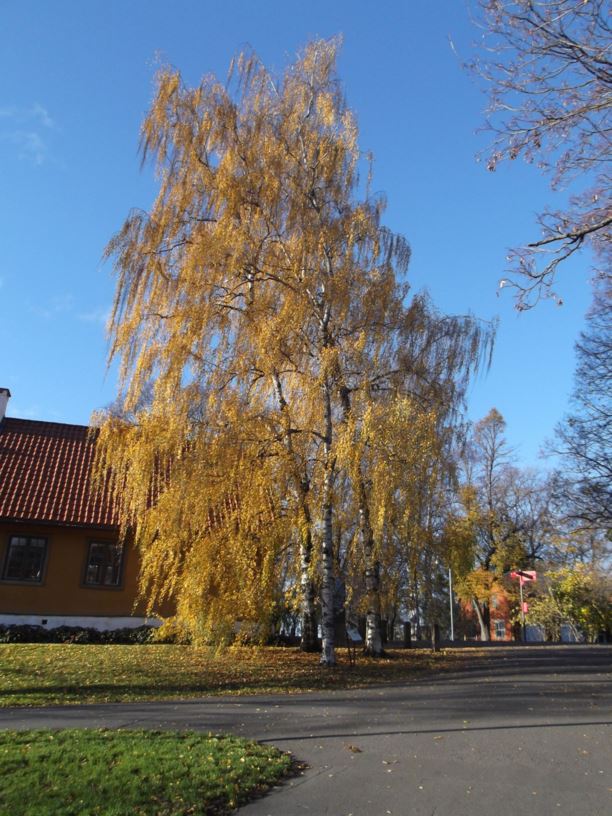 Betula pendula - Hengebjørk, Silver Birch | Botanical Garden - Natural ...
