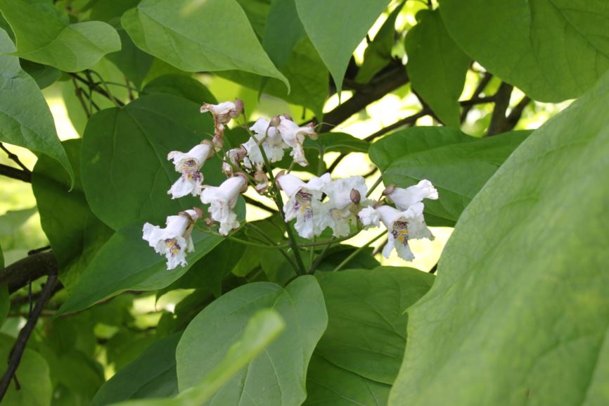 Catalpa speciosa - Western Catalpa | Botanical Garden - Natural History ...