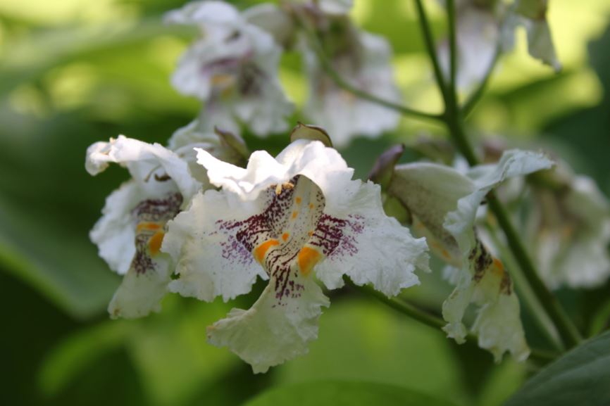 Catalpa speciosa - Western Catalpa | Botanical Garden - Natural History ...