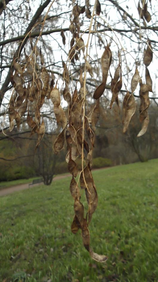 Cladrastis kentukea - Vanlig gulved, Kentucky Yellow Wood | Botanical ...