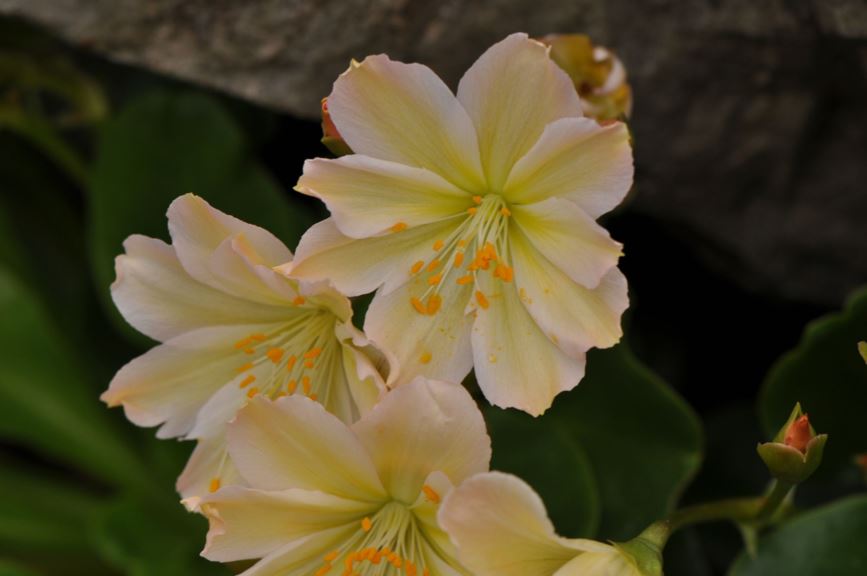 Lewisiopsis tweedyi - Praktlewisia, Tweedy's pussypaws | Botanical ...