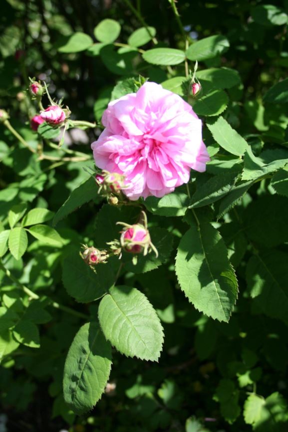 Rosa × centifolia 'Major' - Rose | Botanical Garden - Natural History ...